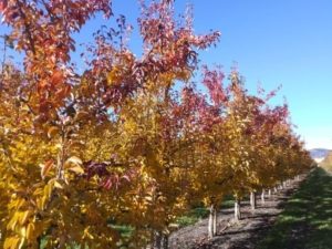 November farm update. - Day's Century Growers