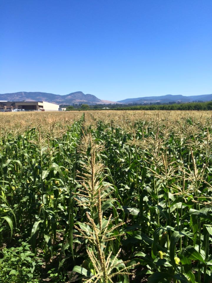 Farm Update - July 26th, 2020 - Day's Century Growers